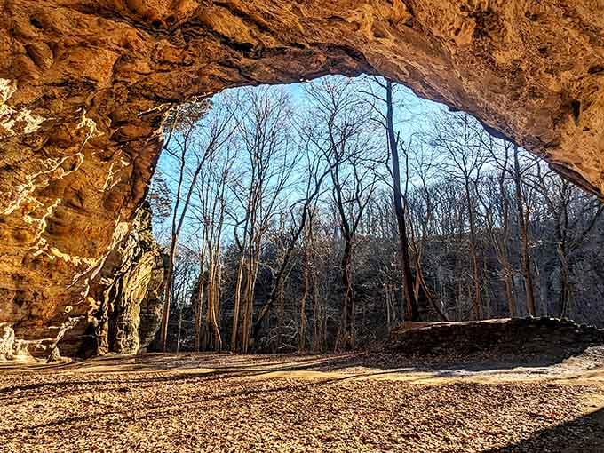 Looking out from within the canyon, bare winter trees frame the entrance like nature's own cathedral doorway.