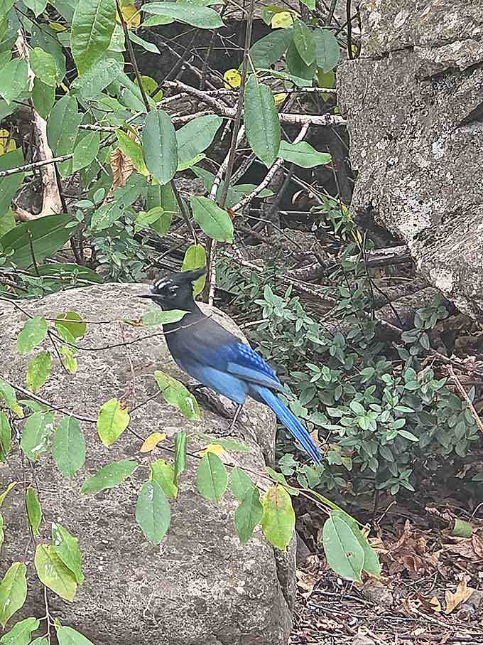 Even the local birds sport Colorado's signature blue, matching the endless sky above these dramatic San Juan peaks.