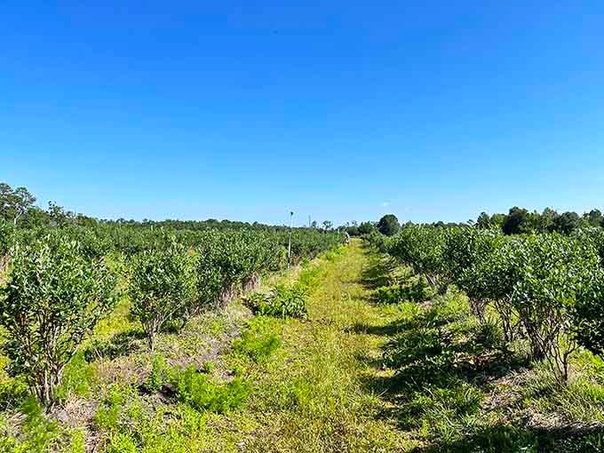 Agricultural rows stretching toward the horizon, reminding us that food comes from farms, not just grocery stores.