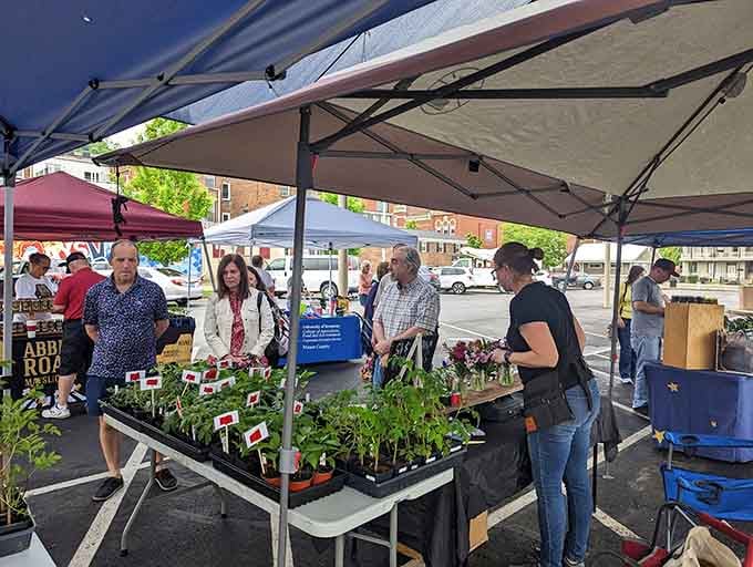 The Pavilion Market buzzes with locals who understand that fresh produce tastes better when you buy it from actual human beings.