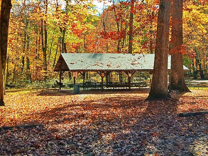 Autumn's golden carpet surrounds this picnic pavilion &ndash; nature's version of five-star dining ambiance.