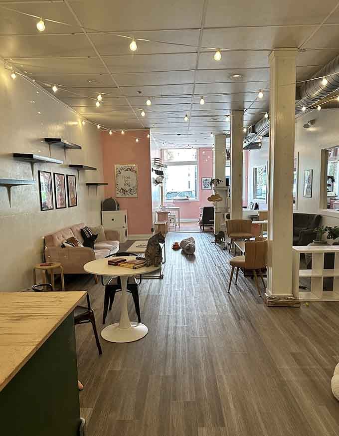 String lights and open space create an inviting atmosphere where cats roam freely and humans decompress completely.