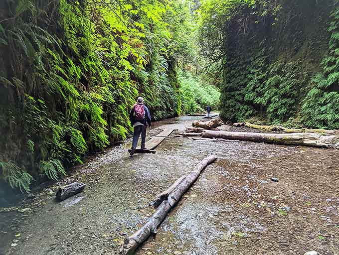 Fern Canyon's walls drip with green like Mother Nature went overboard at the plant store. No regrets though.