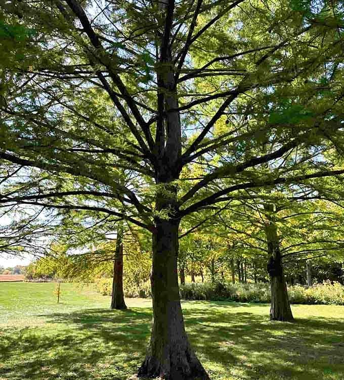 Majestic trees providing natural shade and beauty, proving that the best playgrounds work with nature, not against it.