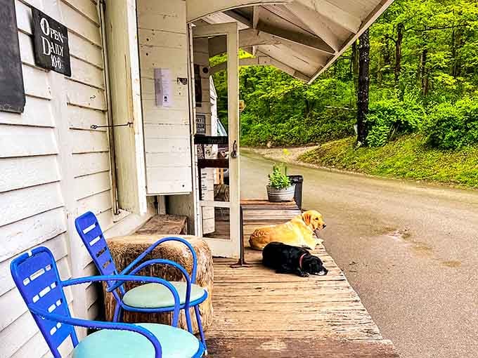 The porch philosophers take their afternoon meetings seriously, discussing important matters like treats and belly rubs.
