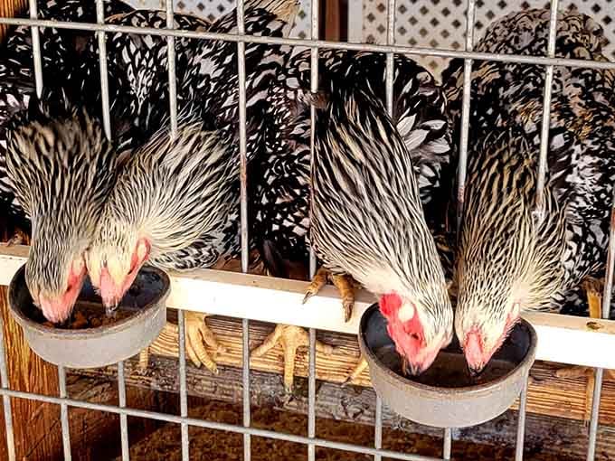 These fancy-feathered residents add even more personality to a place already bursting with character and charm.