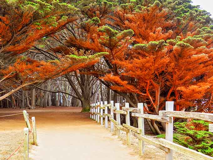 Fiery foliage creates a natural fence line where the path curves, proving fall colors aren't just for New England anymore.