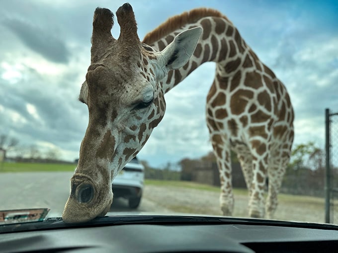 A giraffe peering directly through your windshield is the ultimate "you're not in Kansas anymore" moment.