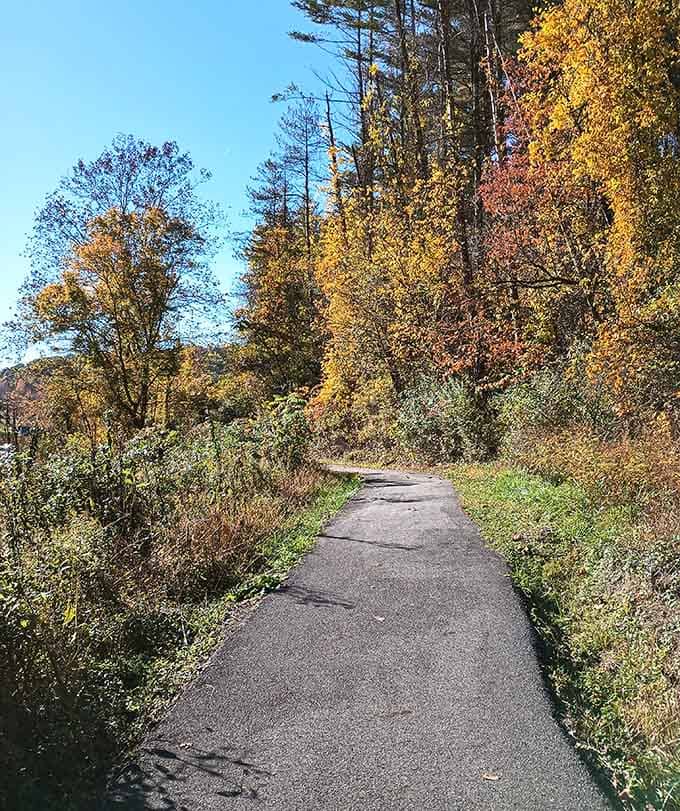 Autumn transforms this paved path into a tunnel of gold, making your daily walk infinitely more Instagram-worthy than usual.