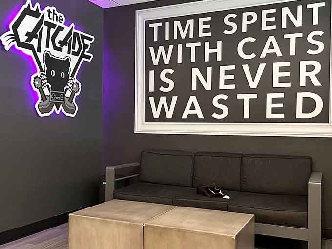 Floor-to-ceiling cat trees and climbing structures turn this lounge into a feline playground with excellent people-watching opportunities.