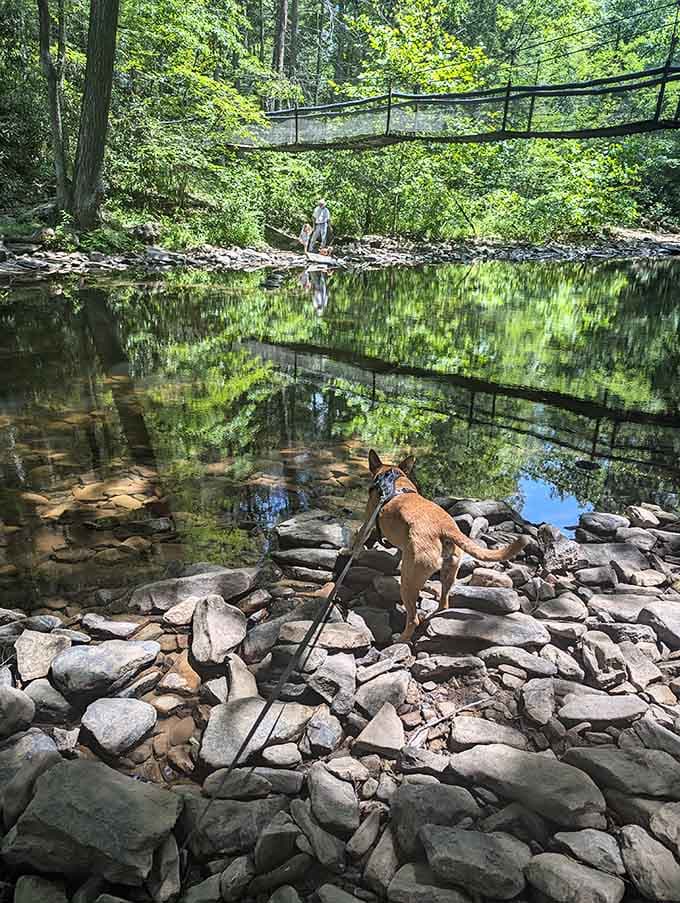 Well-behaved pups are welcome on the trails, making this paradise even better for four-legged adventure companions too.
