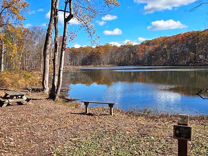 Lakeside benches offer front-row seats to nature's show, perfect for contemplative moments or snack breaks.