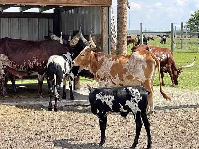 These longhorns sport color patterns that suggest nature was experimenting with abstract art and accidentally created something magnificent instead.