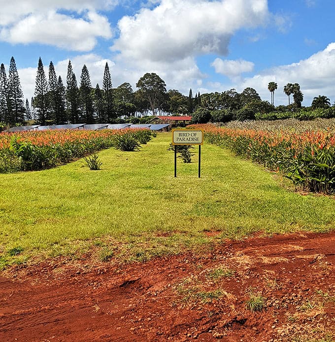 Bird of Paradise paradise: These iconic tropical flowers stand like sentinels among the plantation's diverse botanical collection.