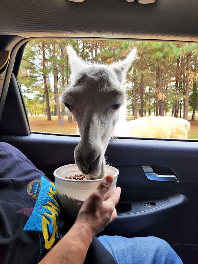 A llama helping itself to your feed bucket with the confidence of someone who's done this a thousand times.