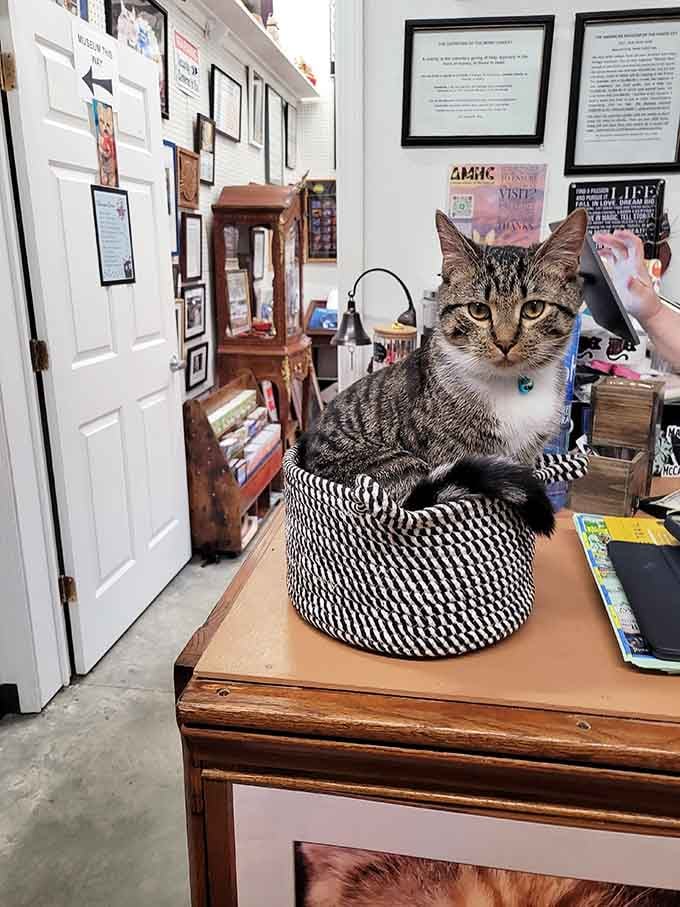 A real live cat supervising the museum adds authenticity and ensures everything meets proper feline approval standards.