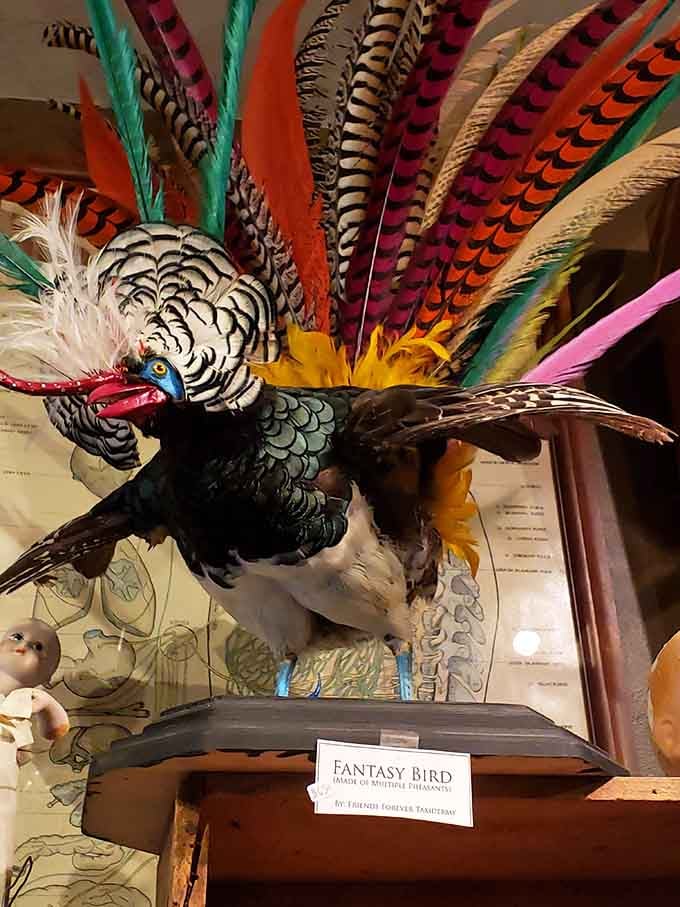 This fantasy bird taxidermy creation proves that sometimes reality and imagination can merge into something absolutely spectacular and wild.