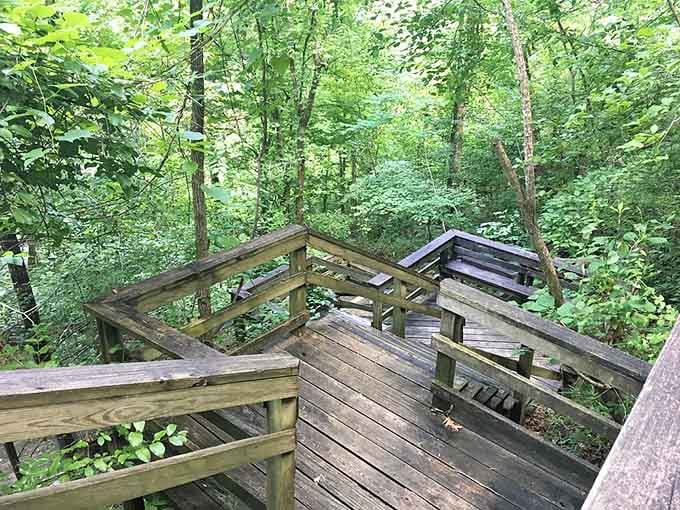 This wooden boardwalk zigzags through the forest canopy, offering a squirrel's-eye view of the woodland floor below.