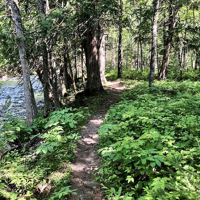 The forest trail meanders alongside the river, offering glimpses of rushing water through the towering pines.