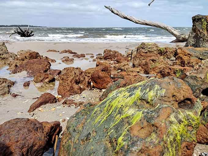 Tide pools and rocky outcrops create miniature ecosystems worth exploring between the skeletal trees.