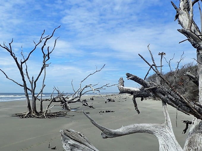 The skeletal forest stands guard over the beach, creating silhouettes that photographers dream about capturing.