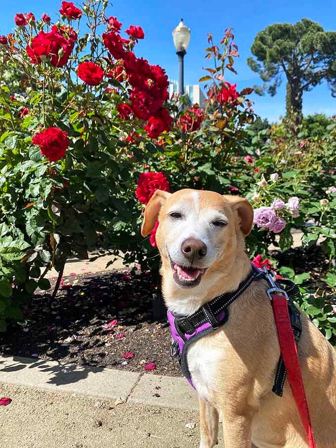 Even this happy pup knows they've found paradise among the roses on a perfect day.