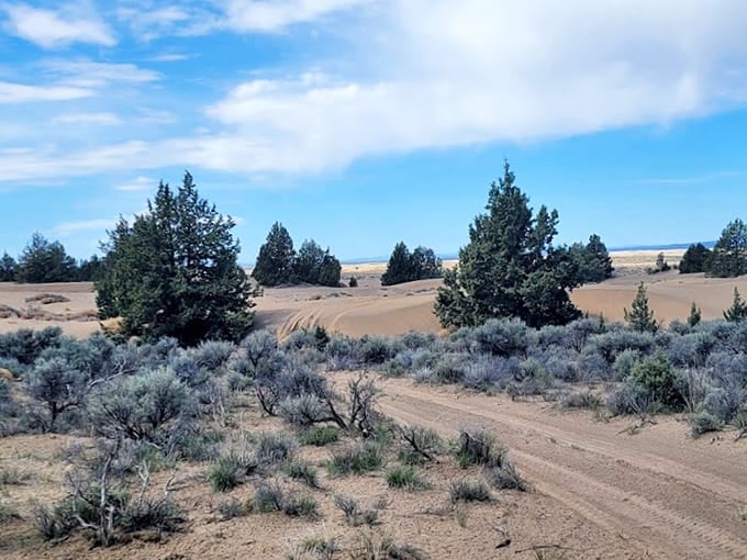 Ponderosa pines and sagebrush create an unlikely ecosystem where forest vegetation meets rolling desert sand dunes.