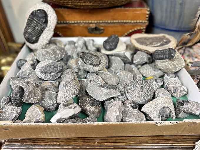 Fossils that remember when Alaska was tropical. Hold one and you're literally touching a time when dinosaurs, not cruise ships, dominated the landscape.