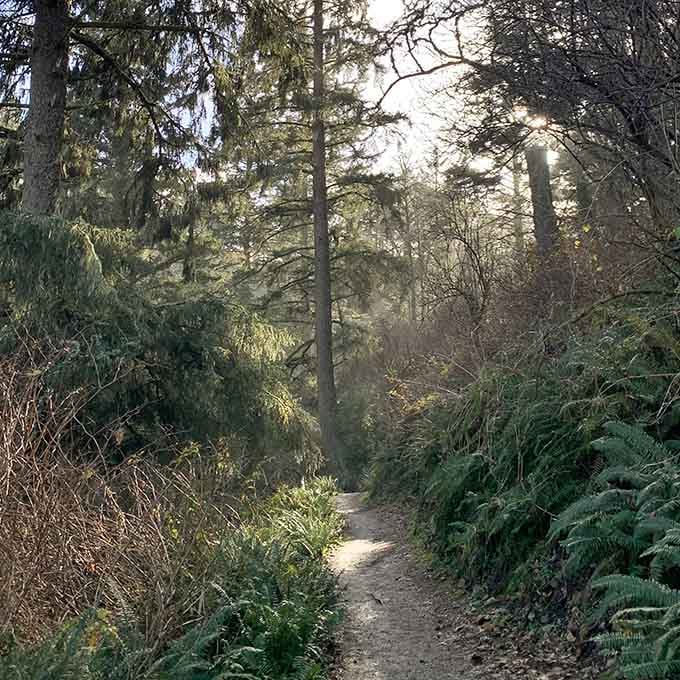 Sunlight filtering through the forest trail creates that magical Pacific Northwest glow that makes every step feel cinematic.
