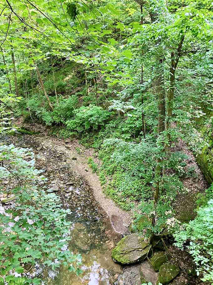 Lush greenery surrounds the trail, making you feel like you've stepped into a living, breathing jungle.