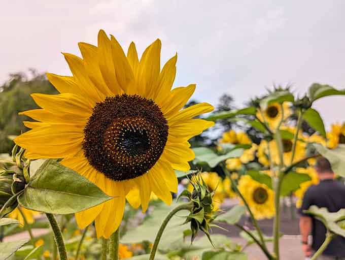 Sunflowers standing tall and proud, their faces following the sun like nature's own solar panels.