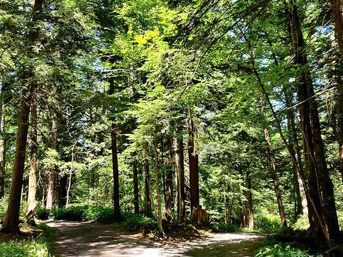 Walking these trails feels like stepping into a nature documentary, minus the British narrator explaining everything.