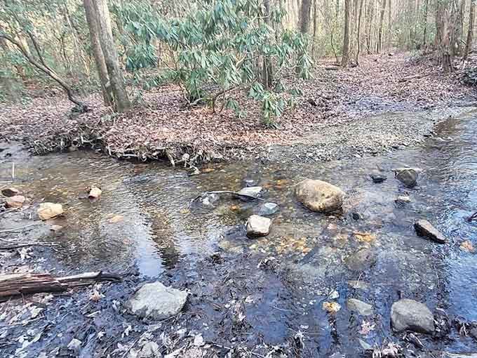 This gentle creek meanders through the forest, providing the soundtrack for your hiking adventures and peaceful contemplation.