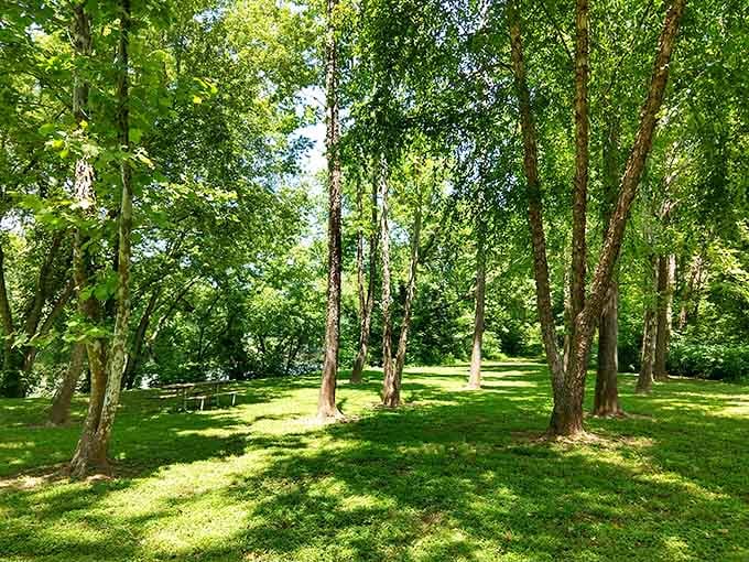 Trees creating natural cathedral ceilings that put most architecture to shame without even trying particularly hard.