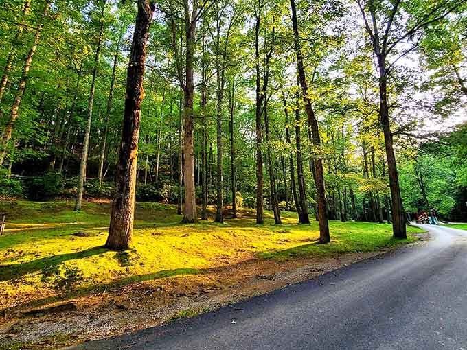 Golden hour turns this peaceful park road into something straight out of a Bob Ross painting come to life.