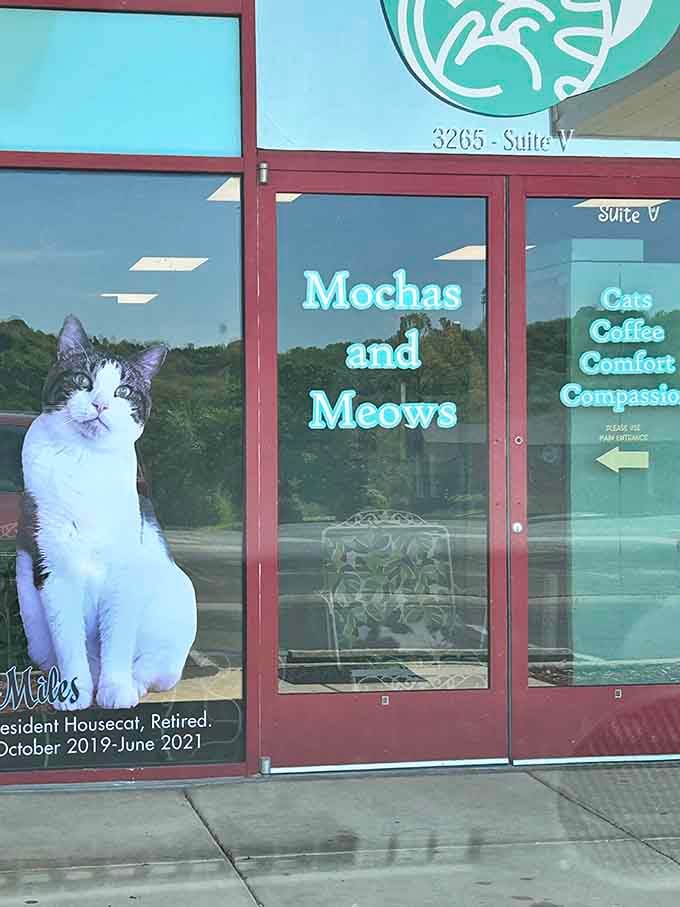 The welcoming entrance features a former resident on the door, reminding you that every cat here is looking for their happy ending.