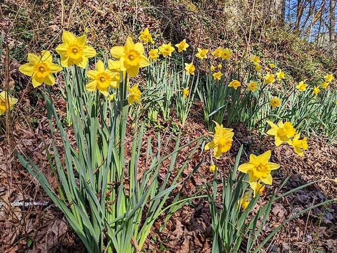 Cheerful daffodils announce spring's arrival, adding bright yellow exclamation points to an already spectacular natural setting.