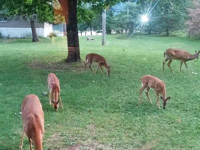 Local deer casually grazing on the grounds, adding an authentic touch of wilderness to your dining experience.