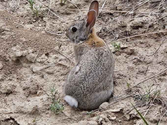 Even the local cottontail rabbits know they're living in one of the most spectacular neighborhoods on the prairie.
