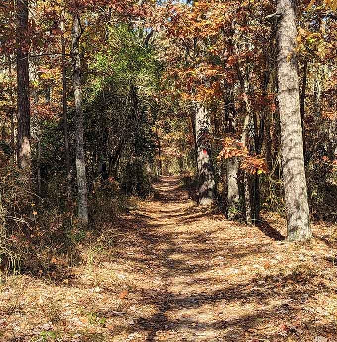 Autumn trails carpeted in leaves, crunching underfoot like nature's own satisfying soundtrack for your hike.