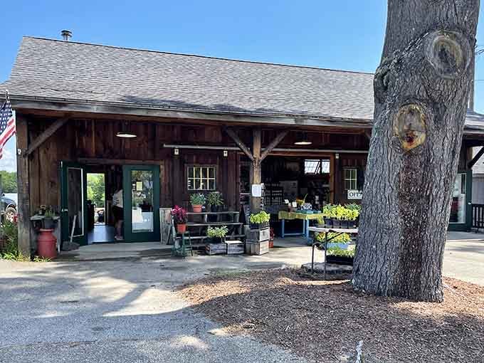 Picnic Rock Farms embodies the rustic charm of New Hampshire agriculture, where seasonal bounty meets weathered wood.
