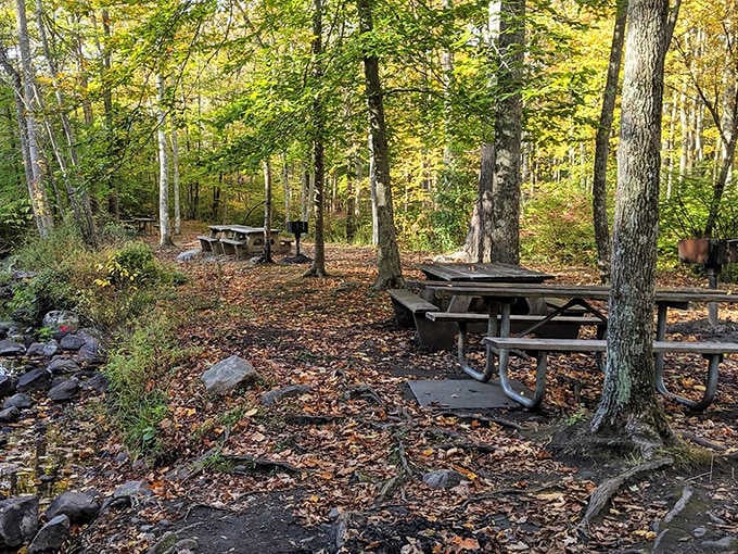 Fall's golden confetti blankets this picnic area, creating nature's dining room. These tables have hosted more family debates about potato salad than any therapist's office.
