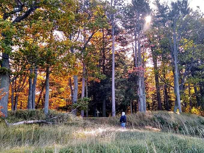 Golden hour transforms ordinary trees into something magical, painting the landscape in colors that defy description perfectly.