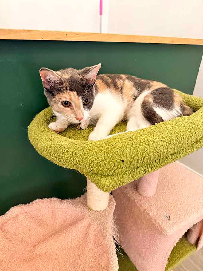 Those eyes say "I'm judging your life choices," but also "please give me all the attention right now."