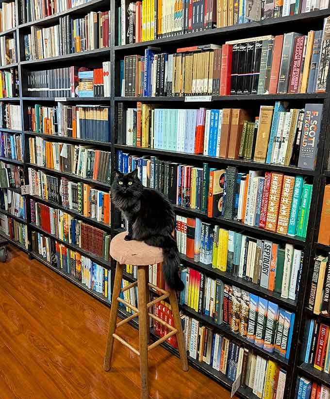 Meet the unofficial store mascot, proving that even cats appreciate a good book collection and excellent taste in hangout spots.