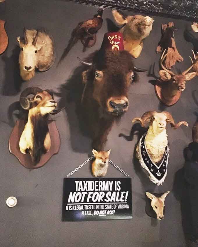 Taxidermy wall mounts wearing accessories remind us that even preserved animals deserve to express their individual style and personality.