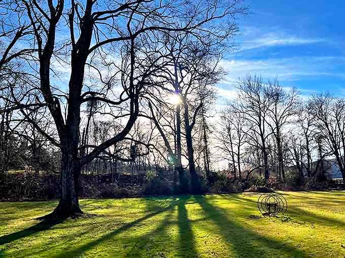 Winter sunlight streams through bare branches, creating shadows that dance across the frost-touched lawn like nature's artwork.