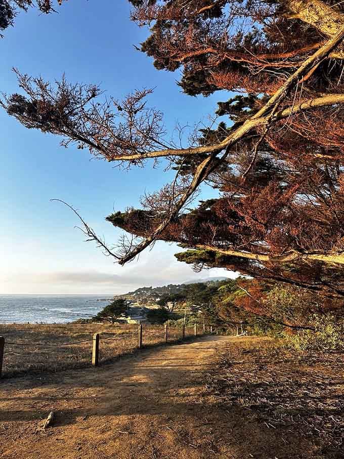 Gnarled branches reach toward the ocean like they're trying to catch the horizon, framing coastal views with weathered elegance.