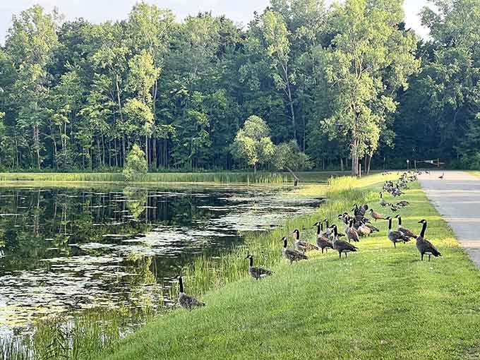 Canadian geese staging their daily parade, reminding visitors that they were here first and they know it.