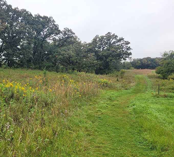Prairie restoration areas showcase what Minnesota looked like before plows turned everything into cornfields and soybean empires.